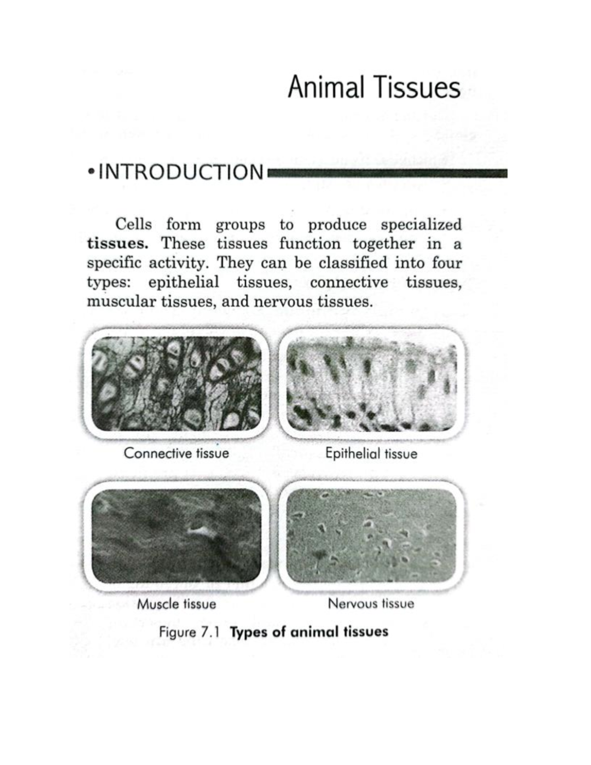 Animal Tissues - These tissues function together in a specific activity ...