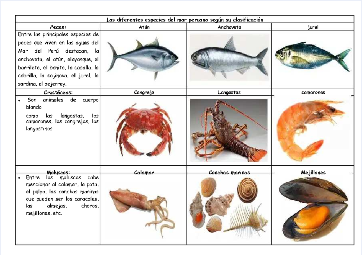 Especies del Mar Peruano: Clasificación de Peces y Moluscos - Studocu