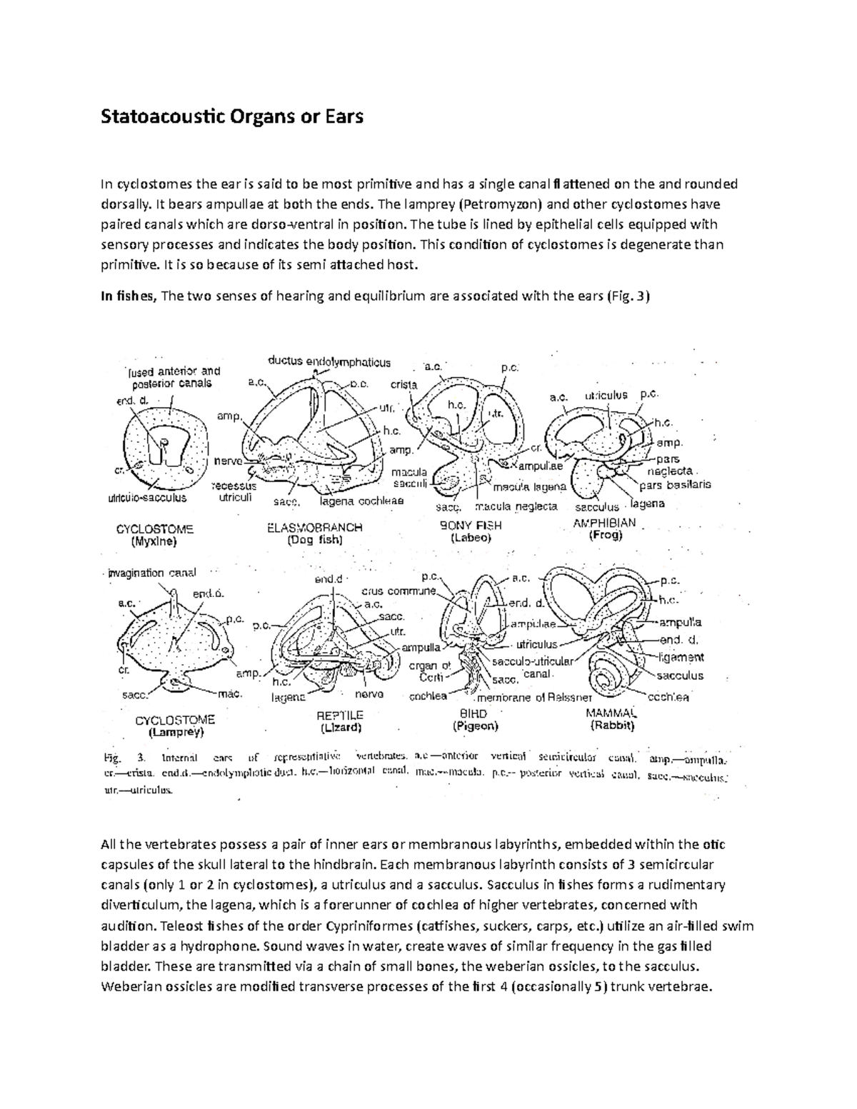 Statoacoustic Organs: Evolution from Cyclostomes to Mammals - Studocu