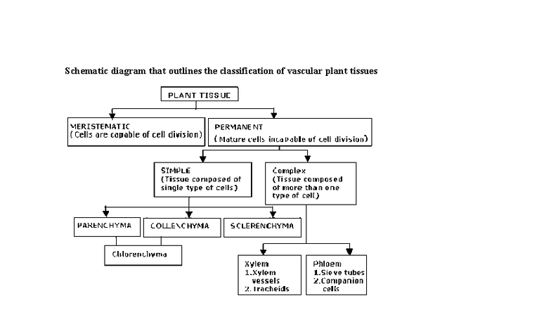 PEB303 Lecture Notes: Vascular Plant Tissue Classification and ...