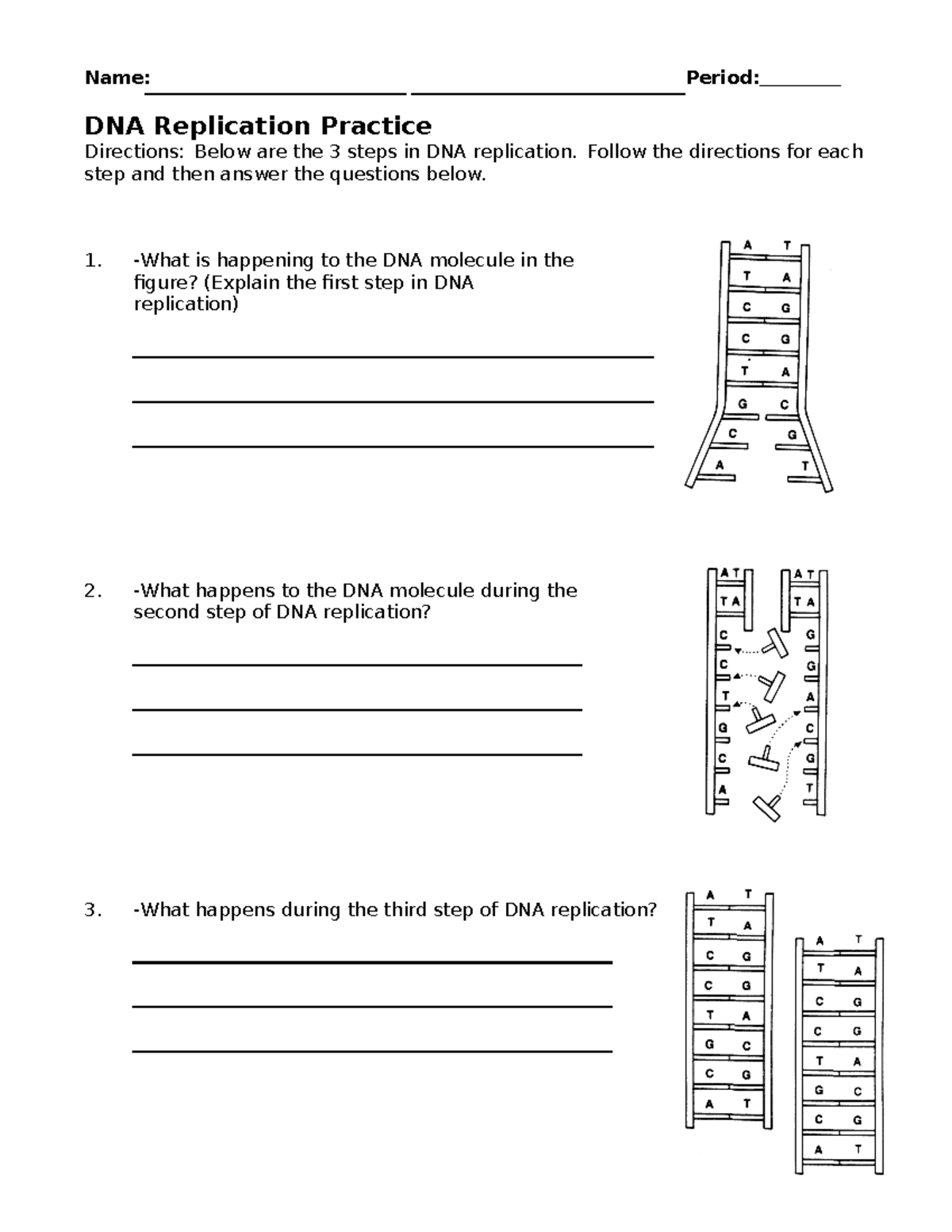 DNA Replication Worksheet: Steps & Questions Guide - Studocu