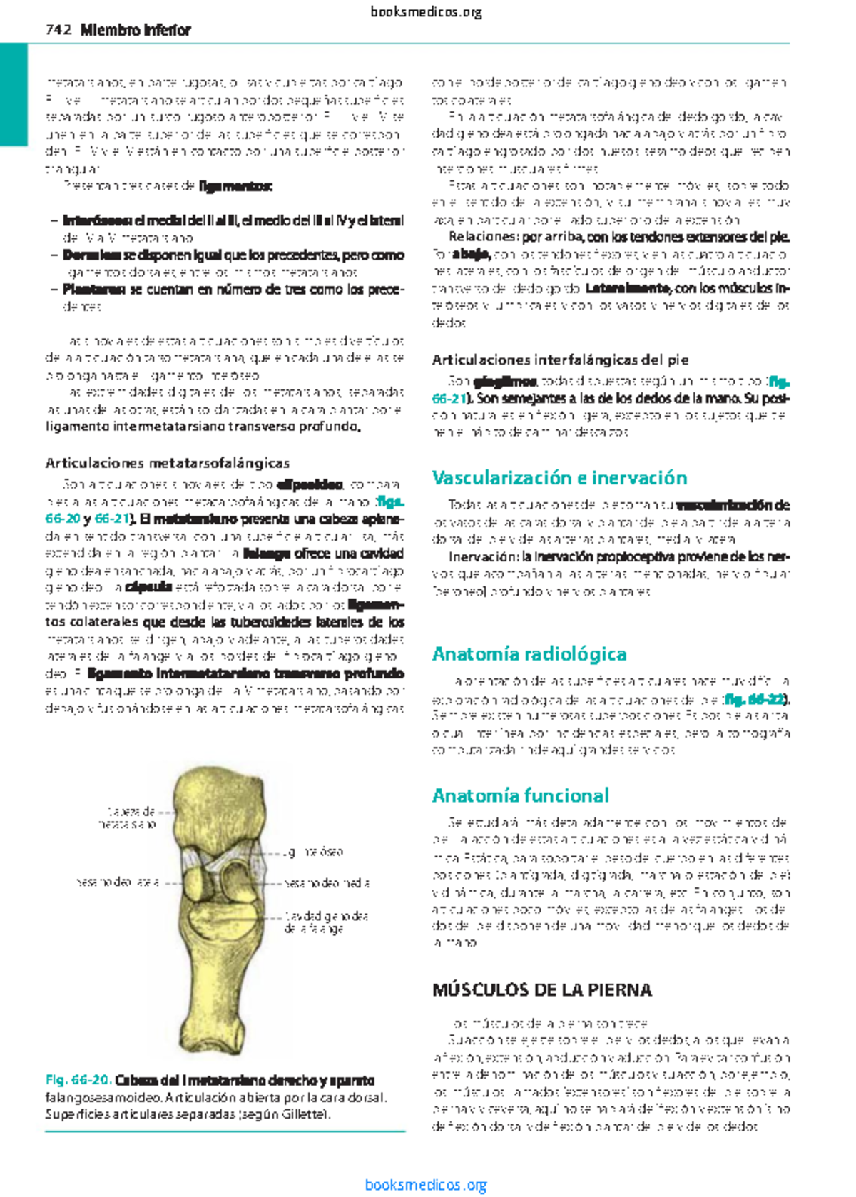 Músculos y Articulaciones de la Pierna - Estudio Anatomía 742 - Studocu