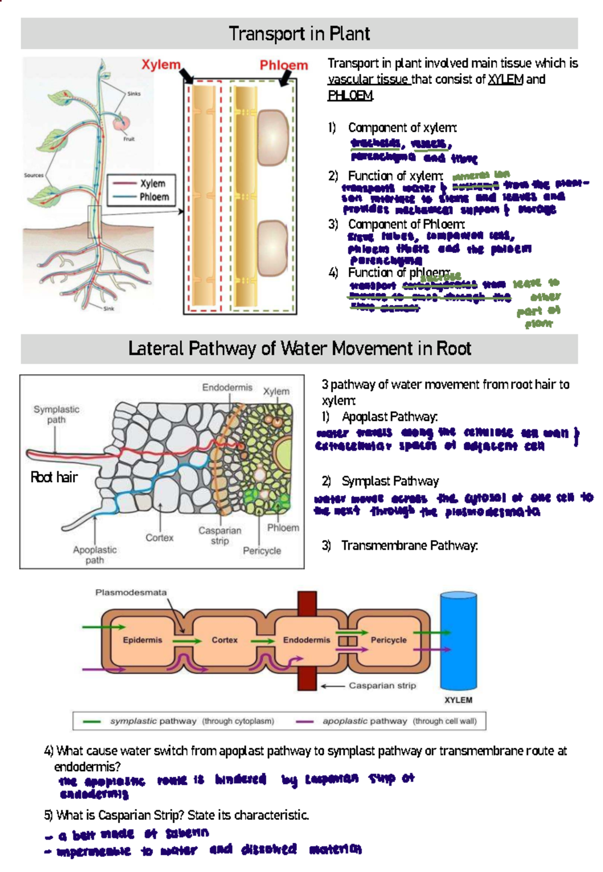 Plant Transport Mechanisms: Xylem & Phloem Overview - Studocu