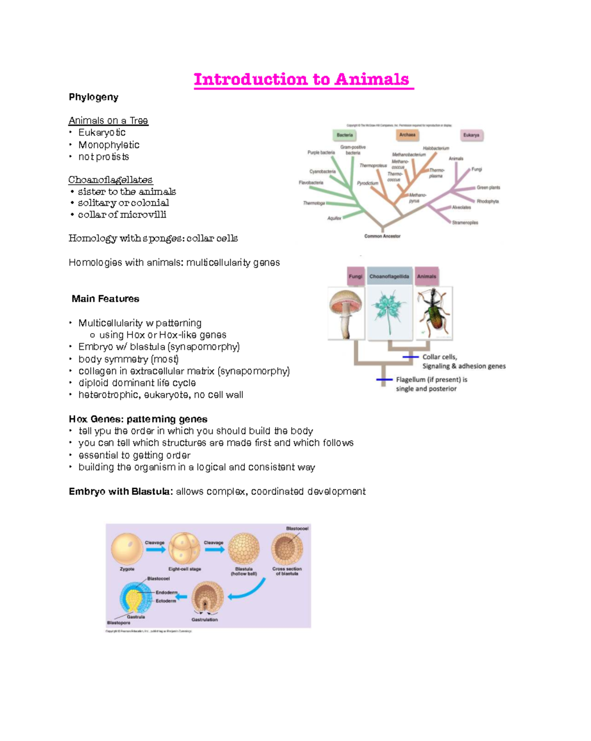 Introduction to animals: phylogeny and evolutionary trends in animals ...