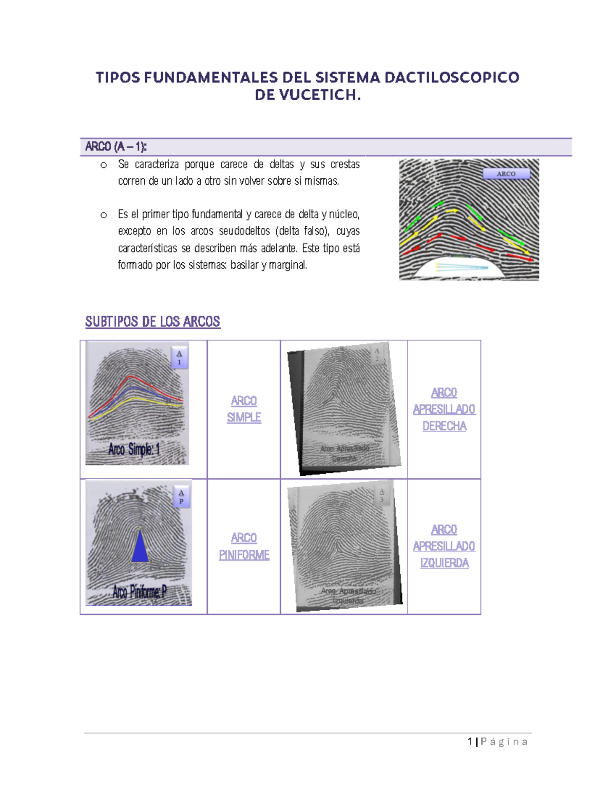 Apuntes Segundo Parcial Dactiloscopia - Tipos y Clasificación Dactilar ...