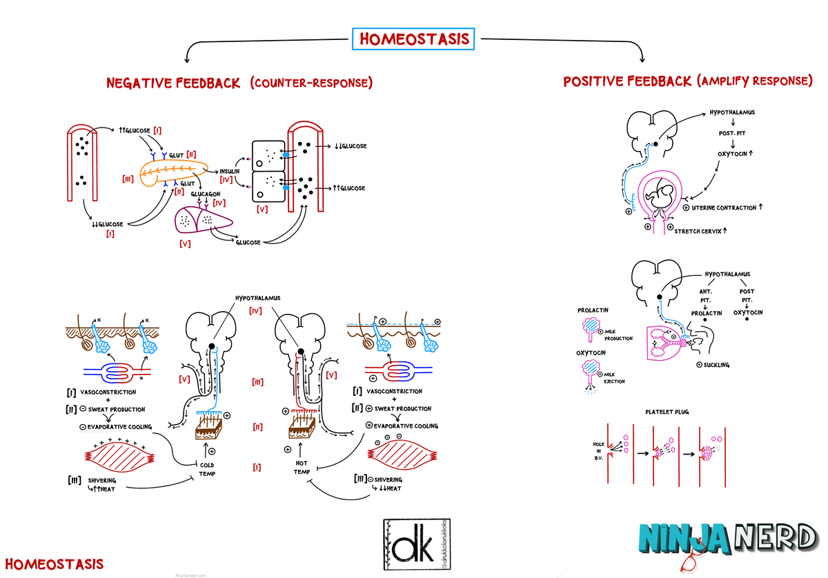 Homeostasis (1) - HOMEOSTASIS NEGATIVE FEEDBACK POSITIVE FEEDBACK ...