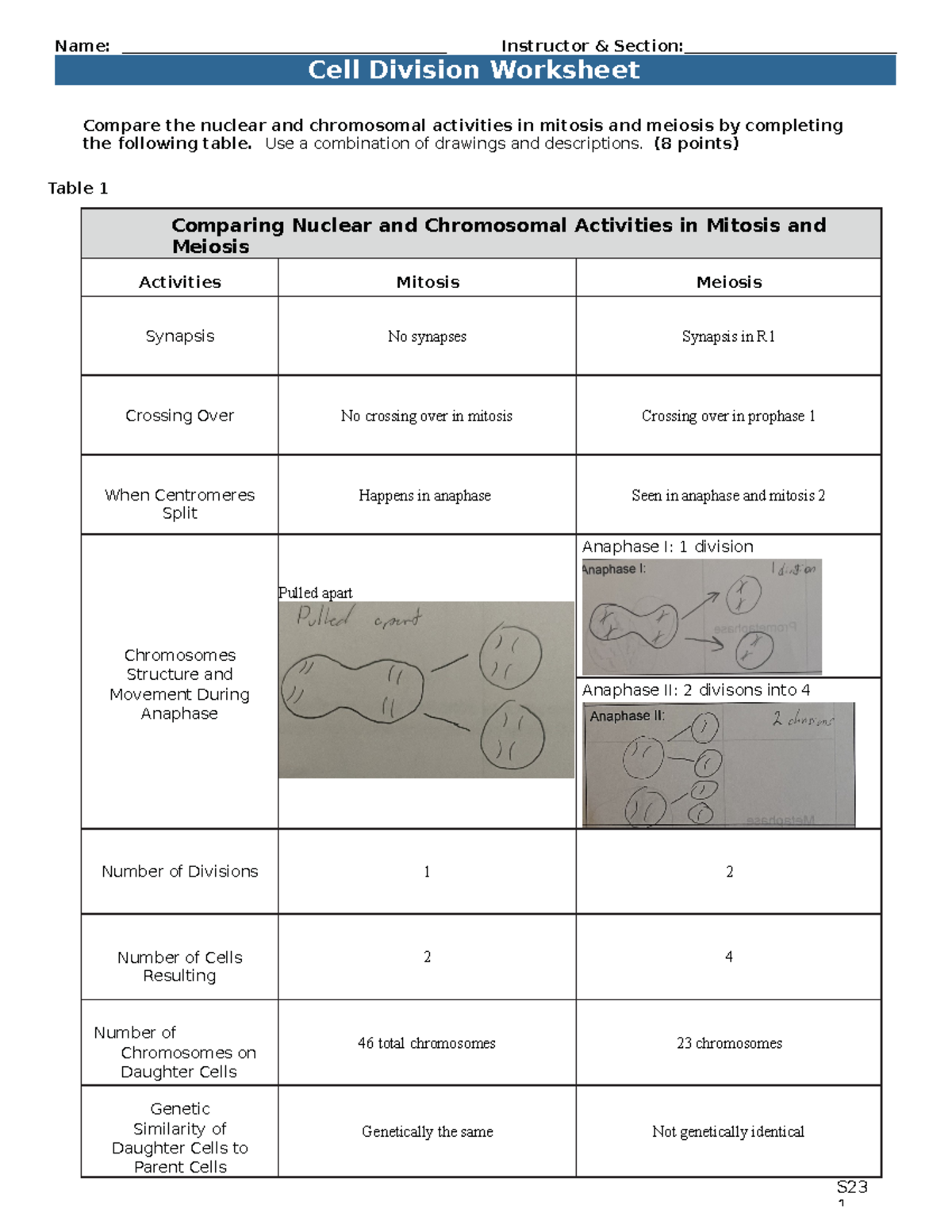 S23Cell Division Lab Worksheet (12) - Compare the nuclear and ...