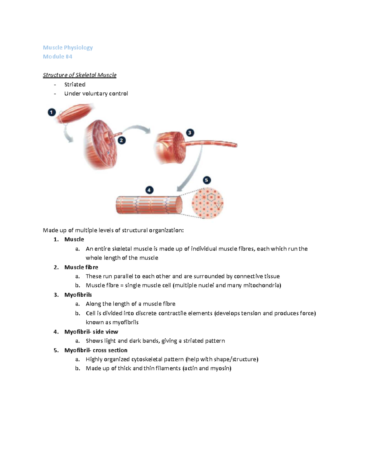 PHYG Module 04: Structure and Function of Skeletal Muscle - Studocu