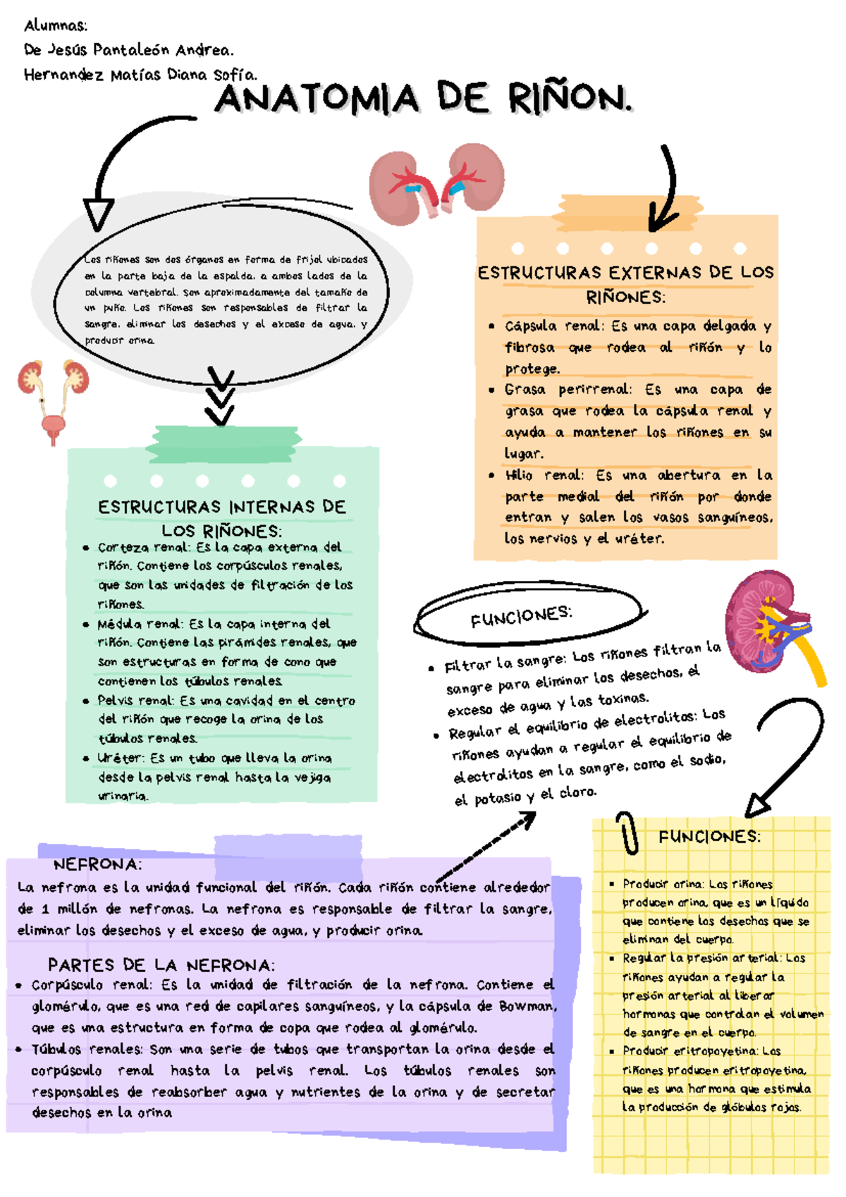ANATOMÍA DE RIÑÓN: Estructuras y Funciones Esenciales - Studocu