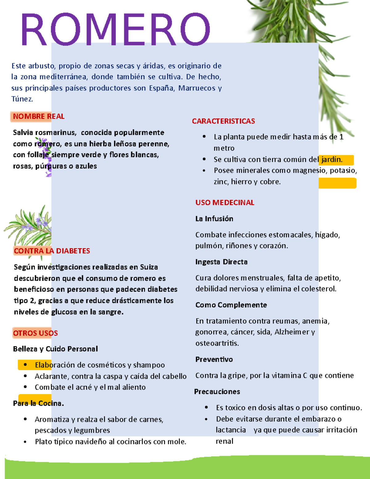 Infografía sobre el Romero: Características y Usos Medicinales - Studocu