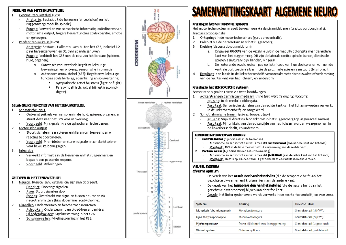 Samenvatting NEU: Cerebrale Aandoeningen en Anatomie Cirkel van Willis ...