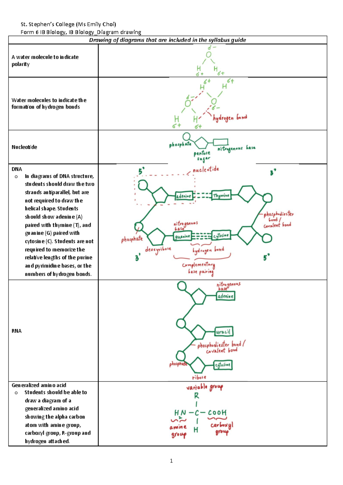 Form 6 IB Biology: Diagram Drawing Guide by Ms. Emily Choi - Studocu