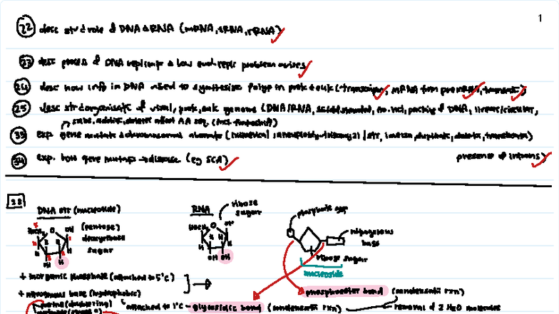 DNA Replication & Protein Synthesis Overview (BIO 101) - Studocu