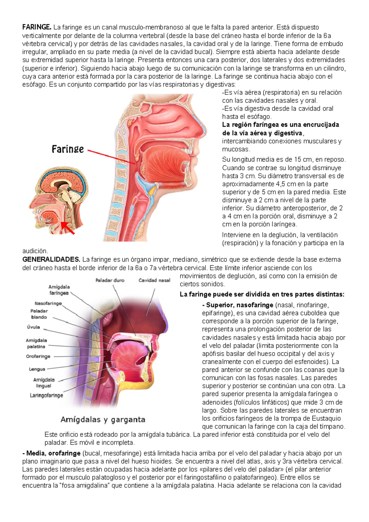 Resumen sobre la Faringe: Anatomía y Funciones - Studocu
