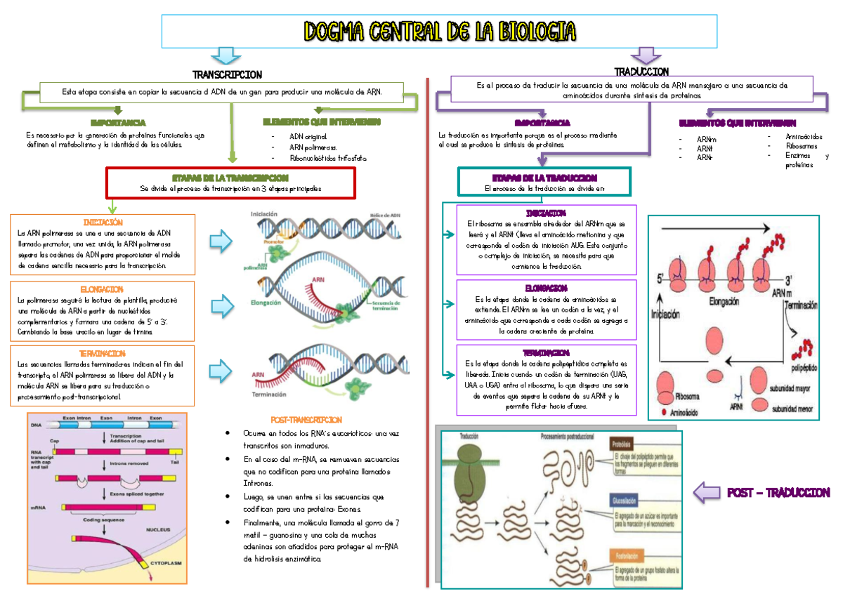 Pasos De Transcripción Y Traducción
