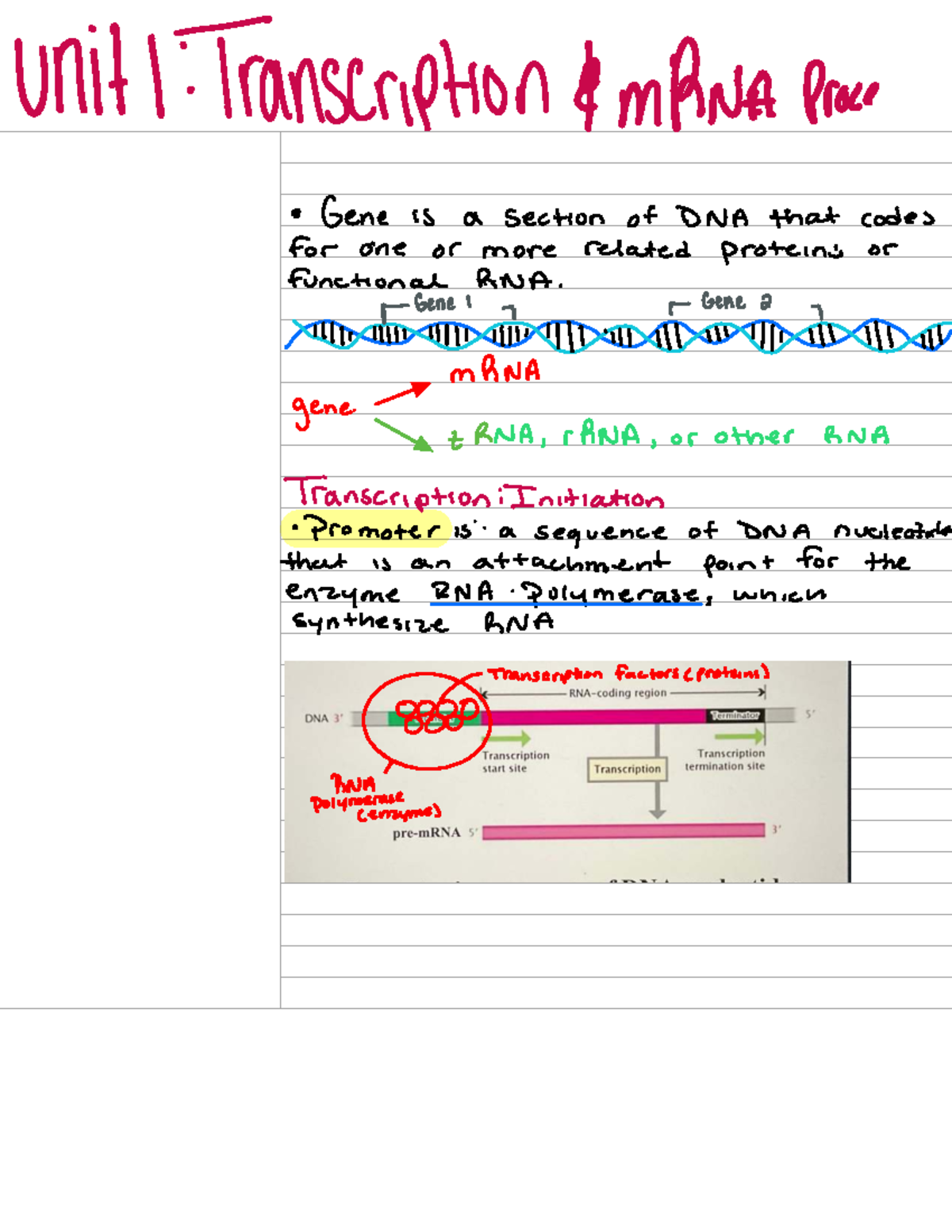 Biol 1107 Unit 1: RNA Transcription and Processing Overview - Studocu