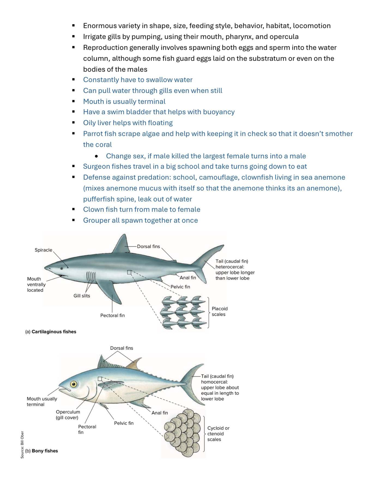 Marine Fishes Notes: Diversity in Shape, Behavior, and Reproduction ...