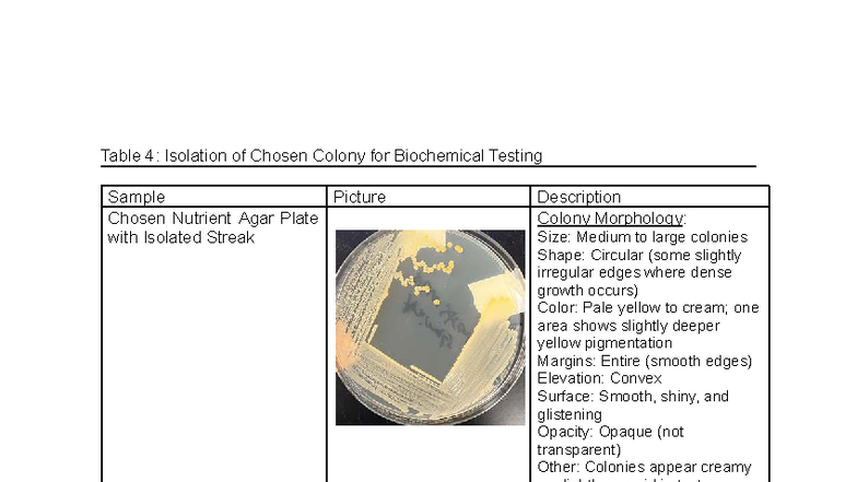 Class Activity 4: Biochemical Testing of Isolated Colony - Studocu