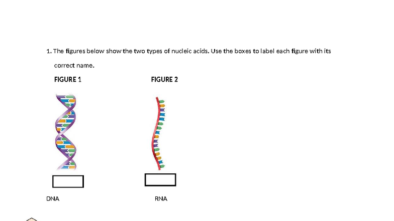 DNA Structure Worksheet - Practice Materials - Studocu