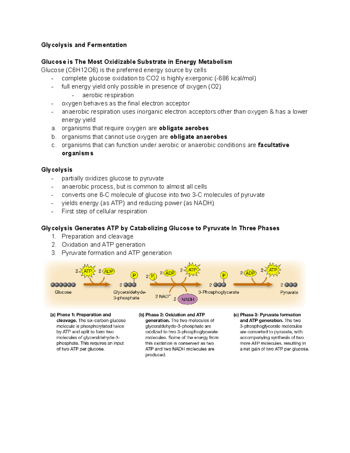 Glycolysis and Fermentation - Glycolysis and Fermentation Glucose is ...