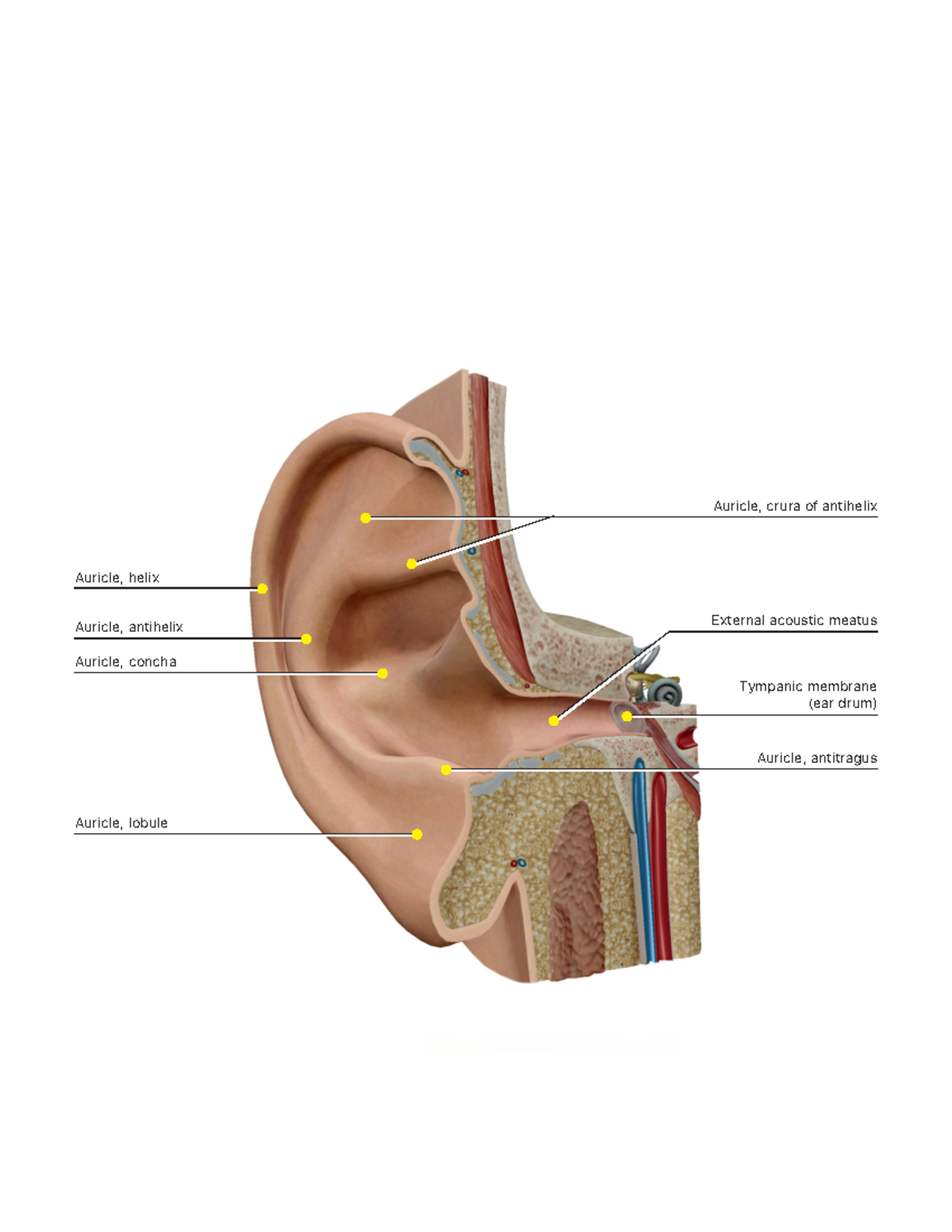 A&P Lab Guide: Labeled Anatomy of the Ear (A&P 101) - Studocu