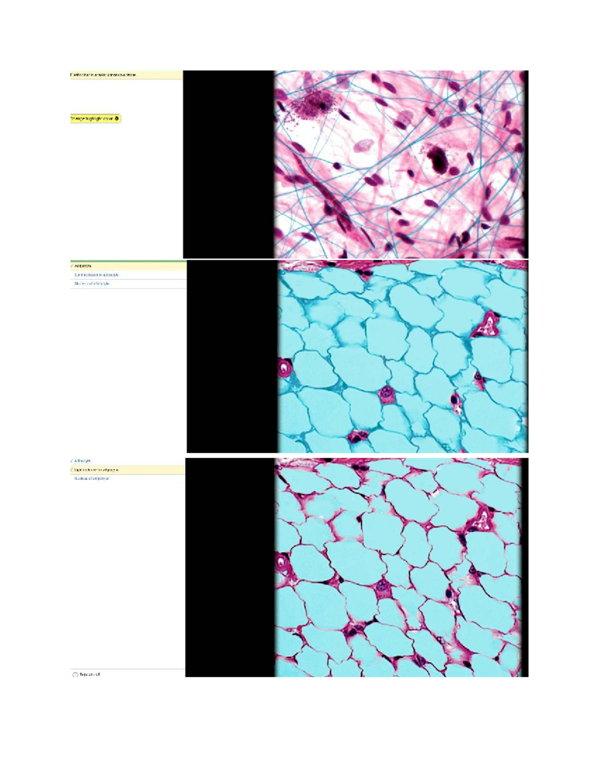 Connective Tissue Histology: Elastic & Bone Structures (BIO101) - Studocu