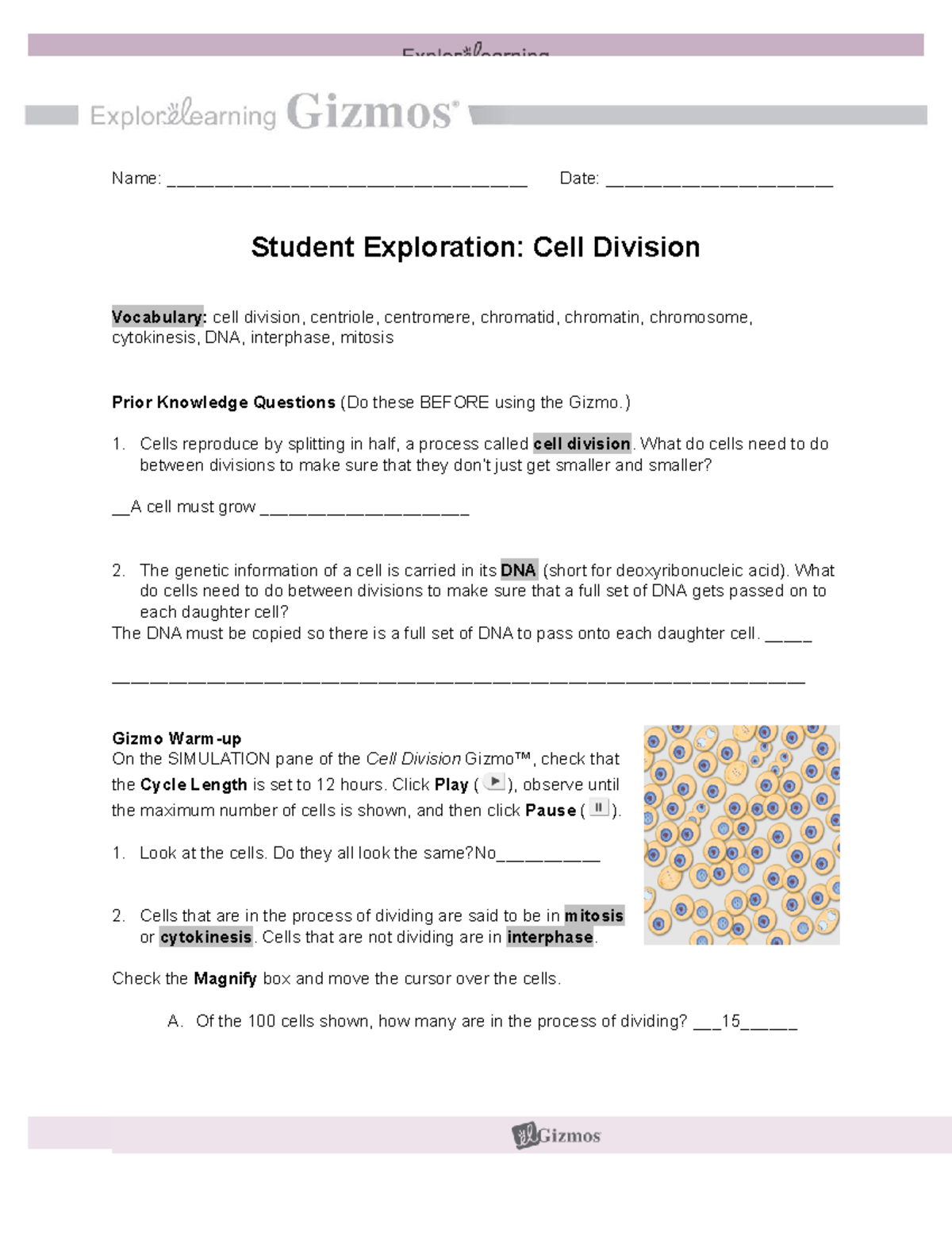 Copy of Cell Division Student Exploration Sheet - Name: Date: Student ...