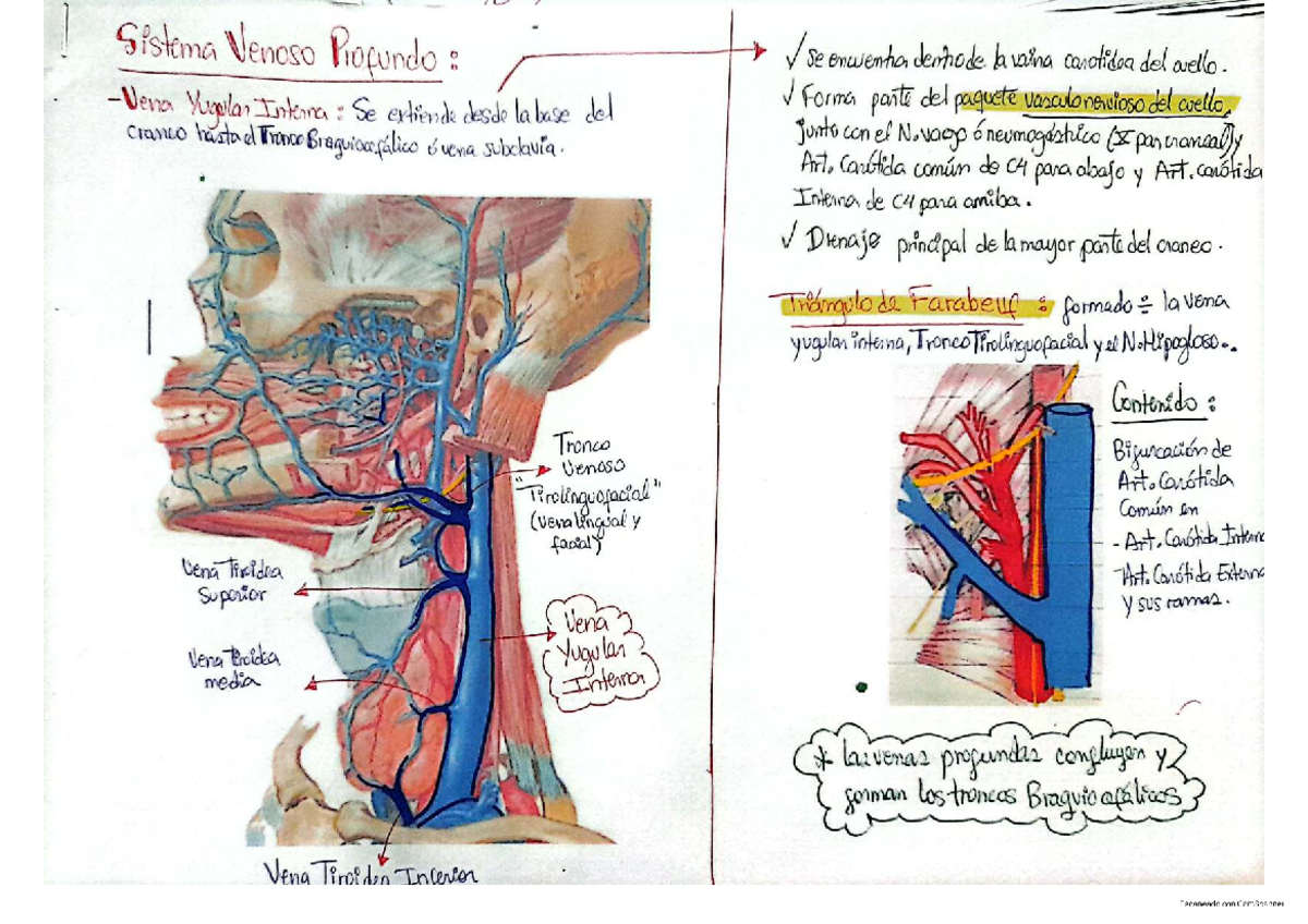 Sistema Venoso Profundo y Anatomía del Cuello - Cuello 2 - Studocu