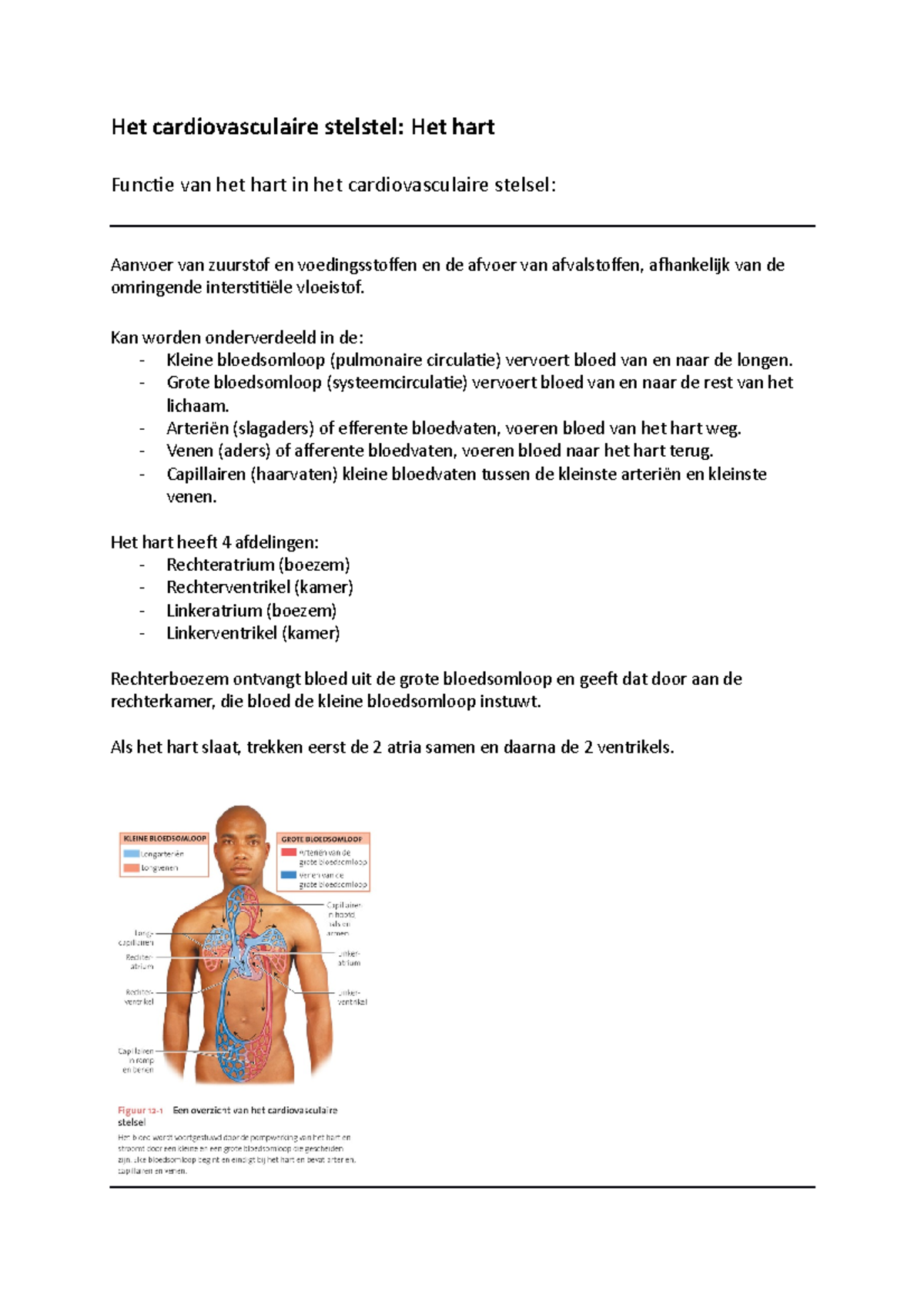 Cardiovasculair systeem - Het cardiovasculaire stelstel: Het hart ...