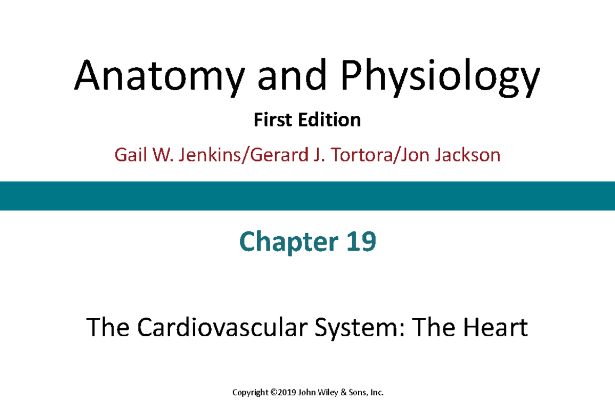 Anatomy and Physiology: Chapter 19 - The Cardiovascular System - Studocu