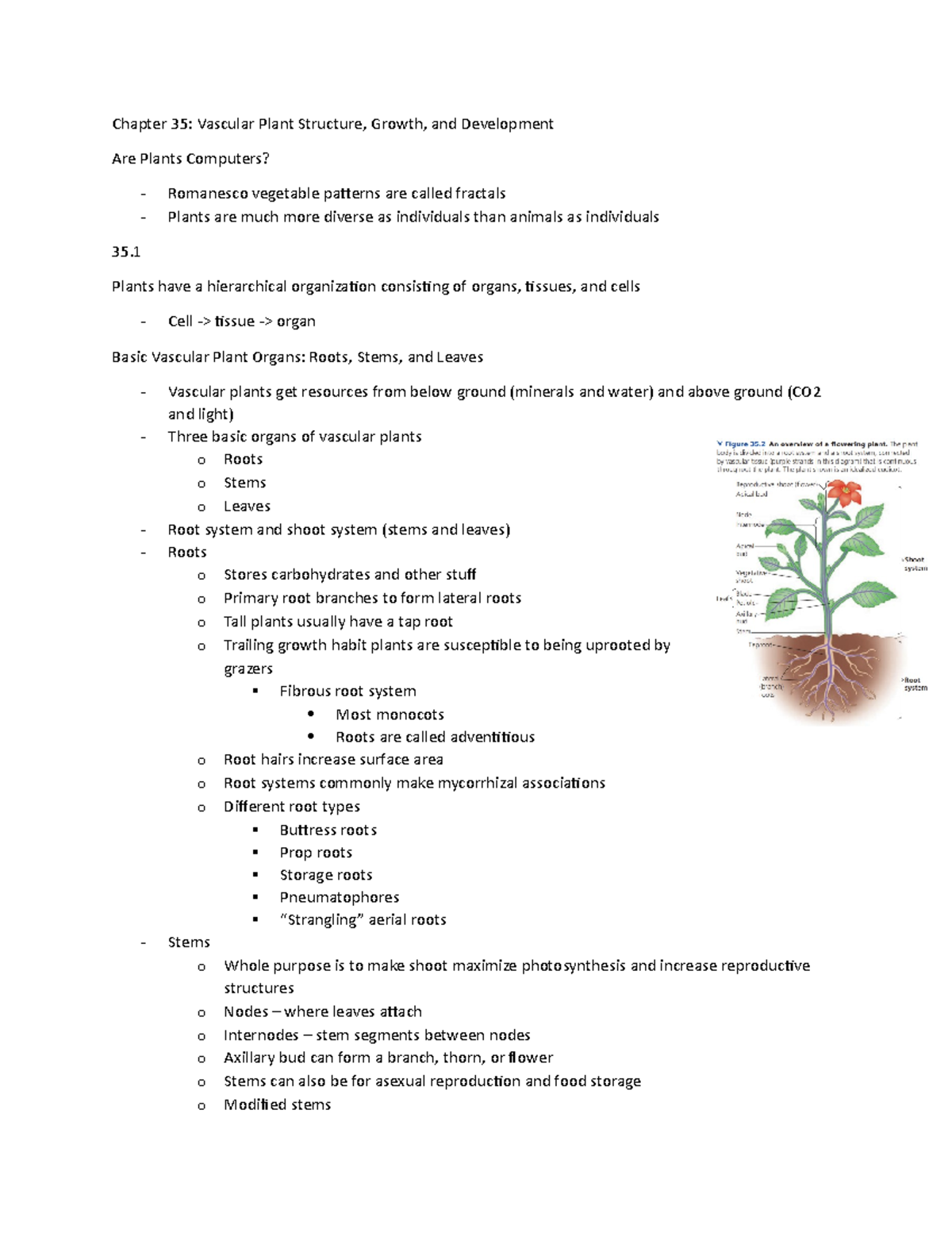 Chapter 35 Notes - Chapter 35: Vascular Plant Structure, Growth, and ...