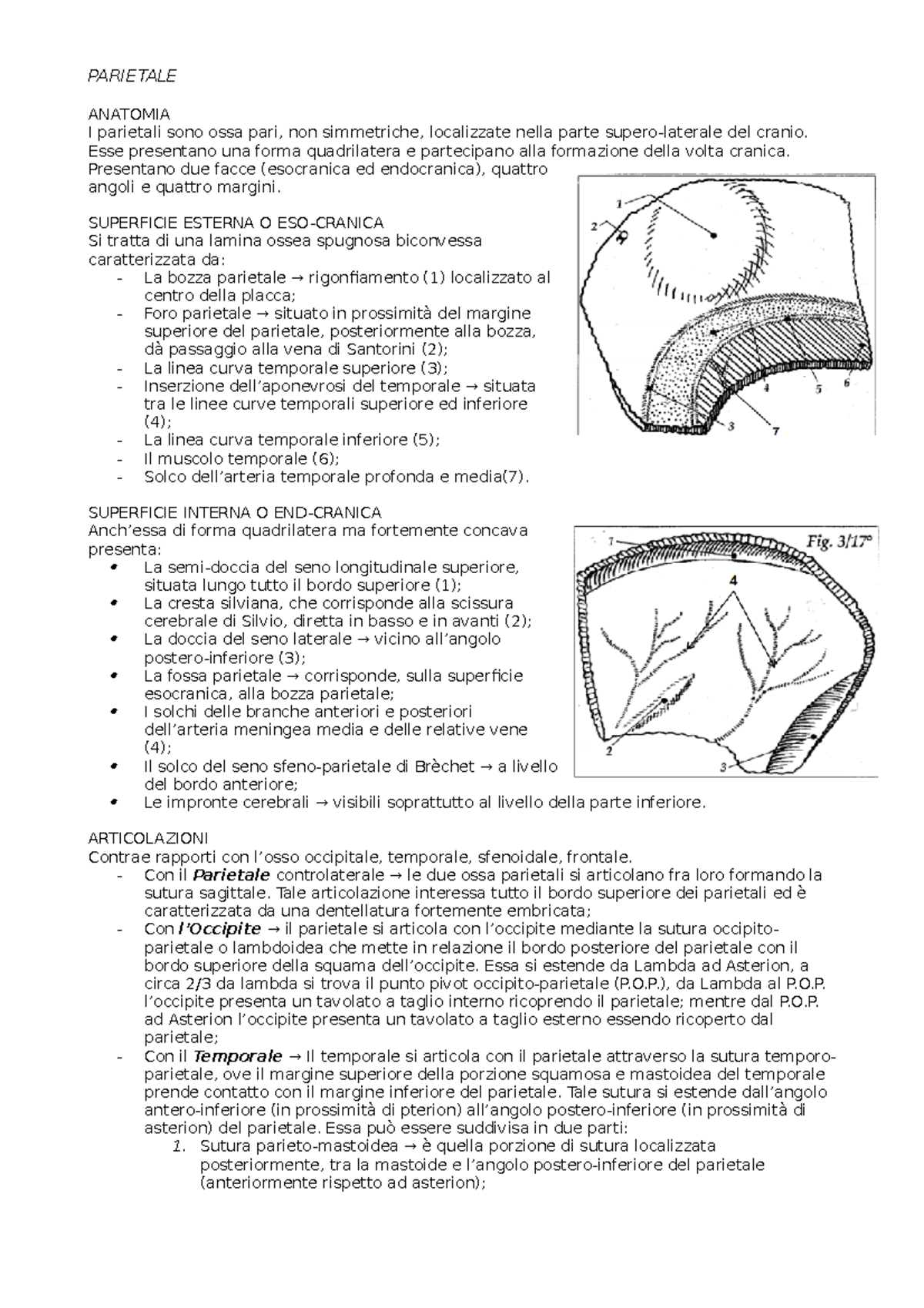 Osteopatia craniosacrale: Parietale - PARIETALE ANATOMIA I parietali ...