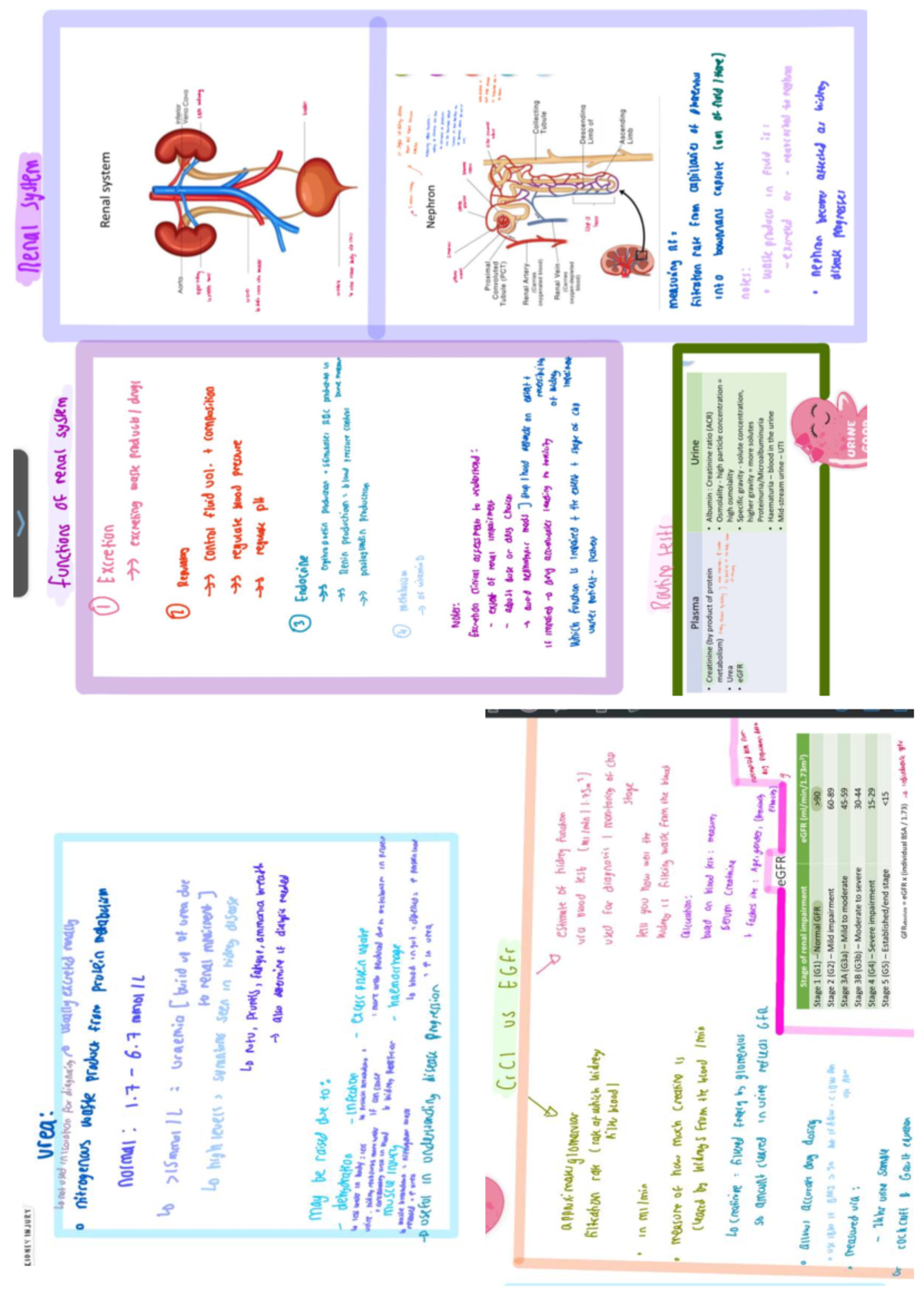 KIDNEY INJURY: Understanding Renal Function and Impairment (KID 101 ...