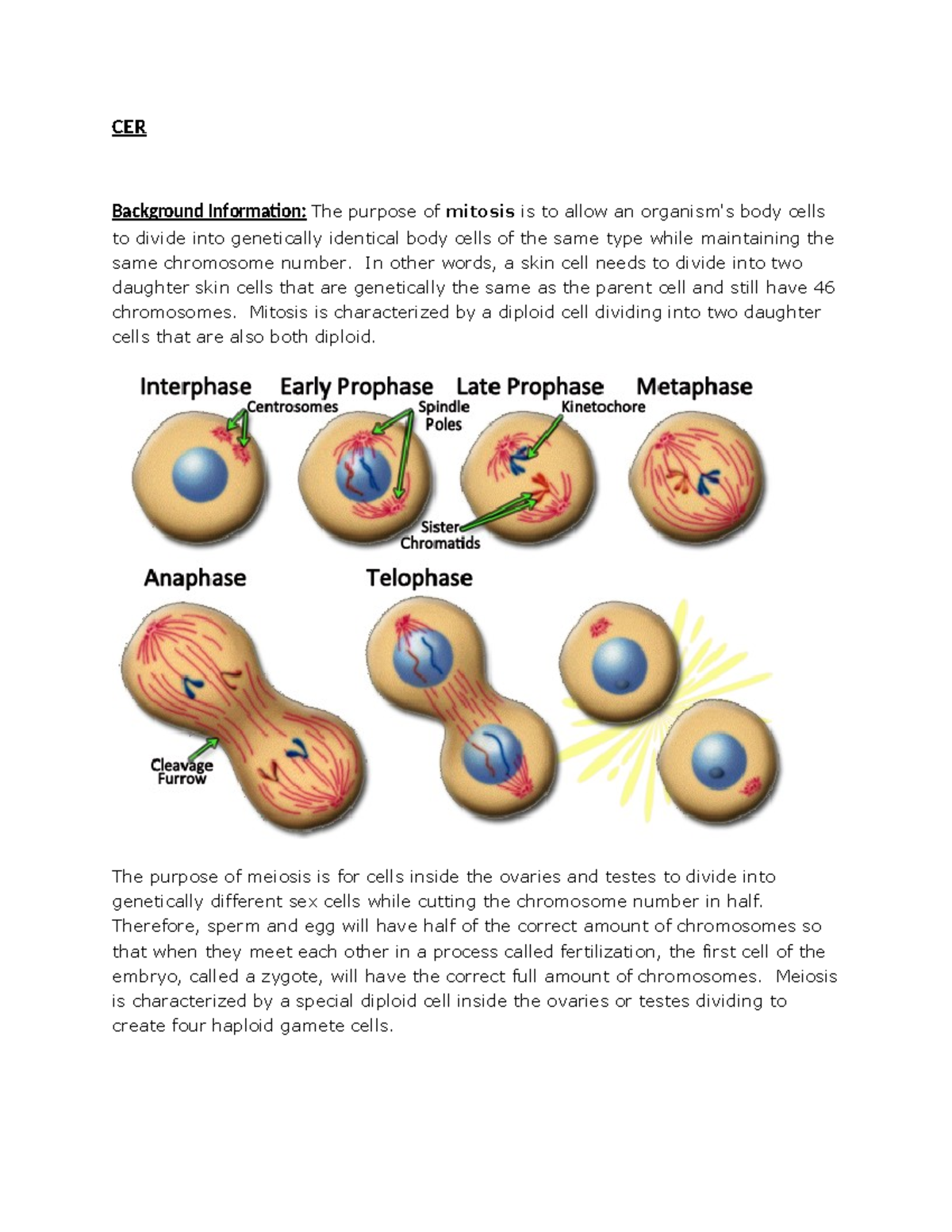 Bio 101 CER: Mitosis vs. Meiosis - Key Concepts and Understanding - Studocu