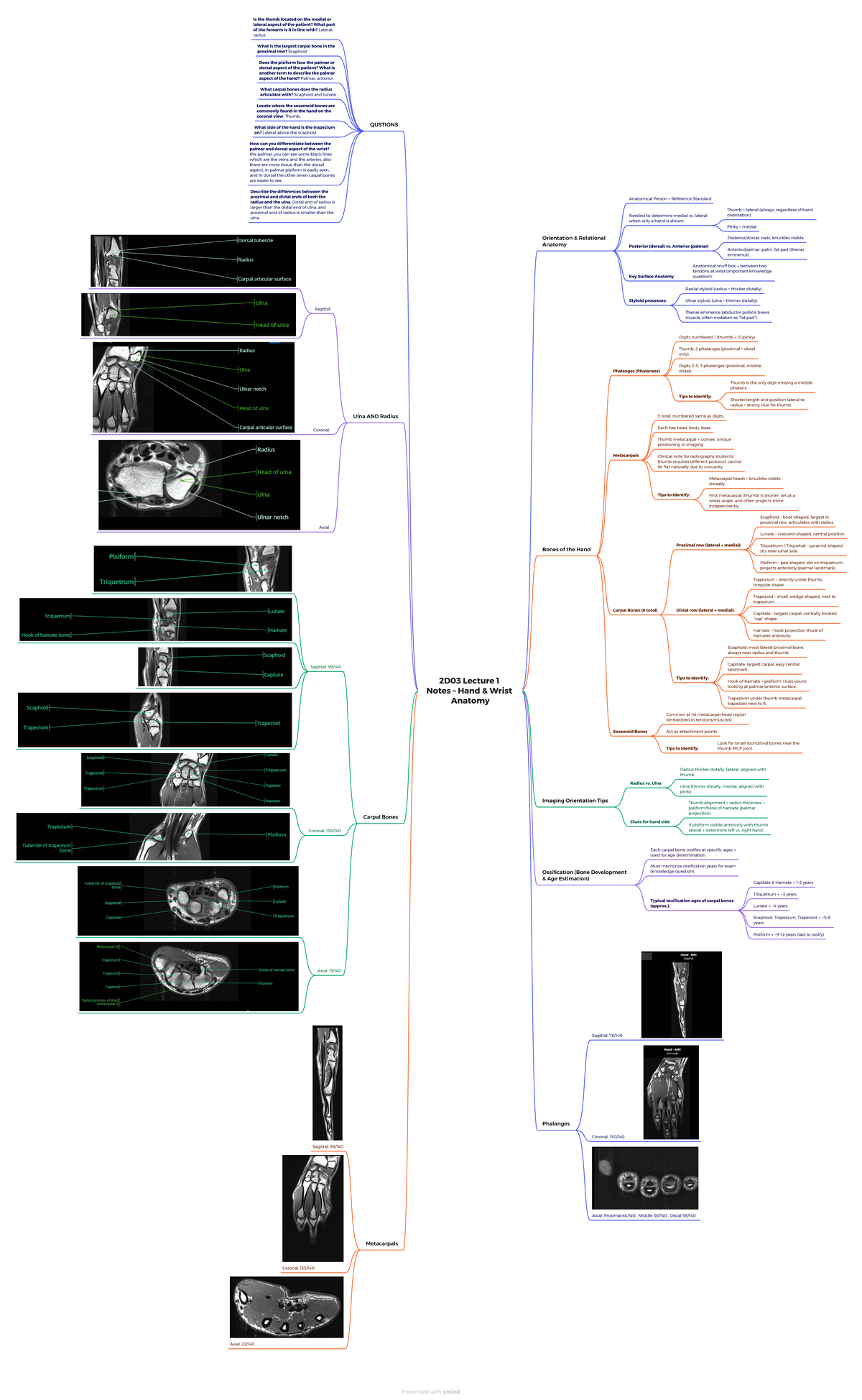 2D03 Lecture 1 Notes: Hand & Wrist Anatomy Overview - Studocu