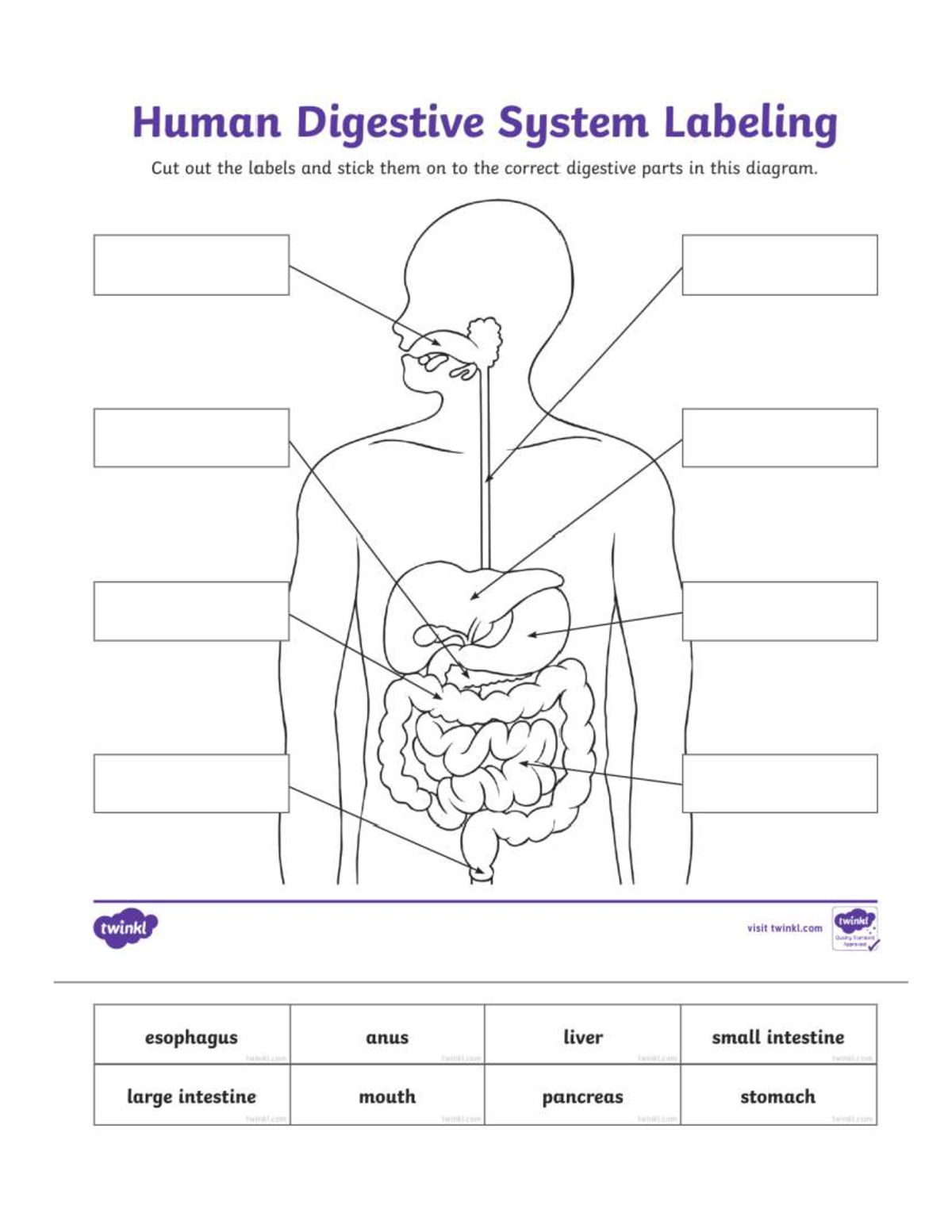 Digestive System Worksheet - Biologia Basica - Human Digestive System ...