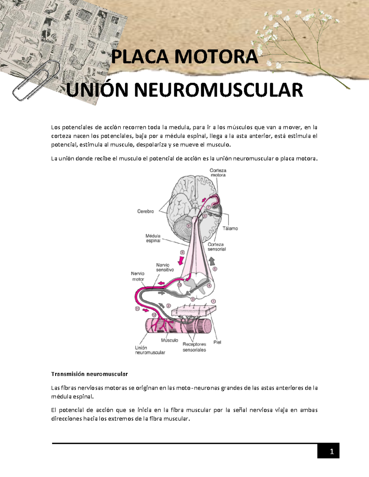 Placa Motora y Unión Neuromuscular: Fundamentos y Funcionamiento - Studocu