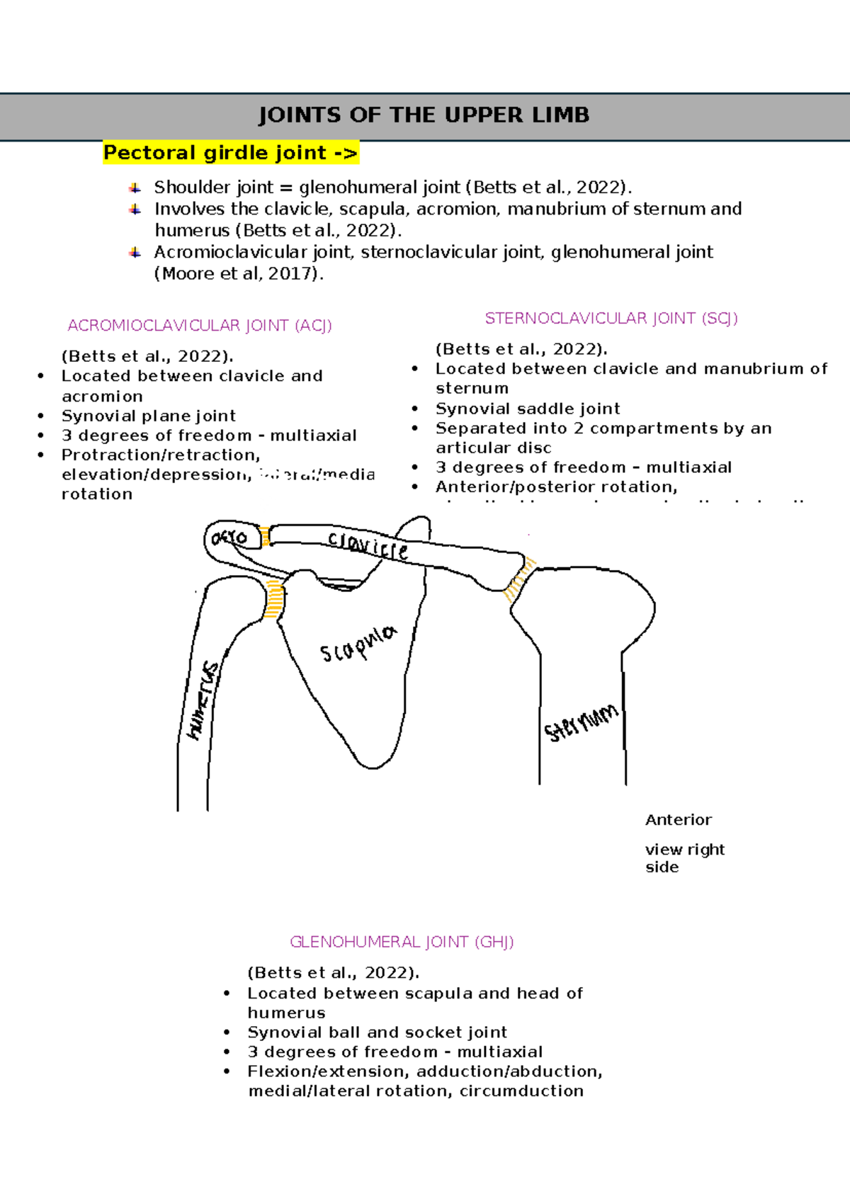 Joints of the Upper Limb: Anatomy and Function (ANAT 101) - Studocu