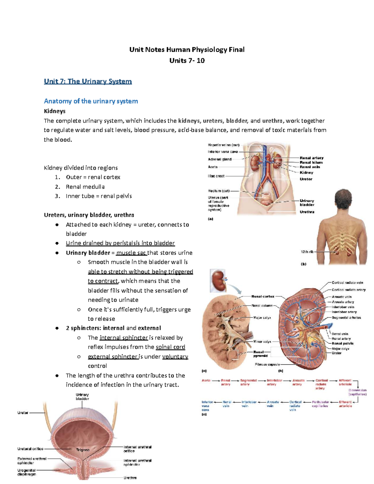 Unit Notes: Human Physiology Final Exam - Urinary & Digestive Systems ...
