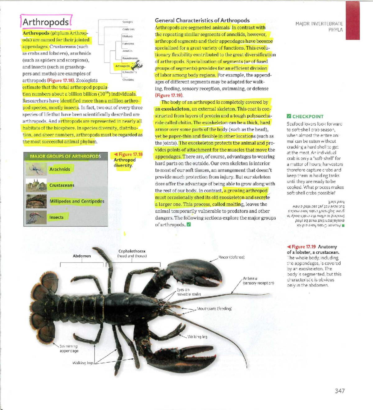Title: Comprehensive Guide to Arthropods and Major Invertebrate Phyla ...