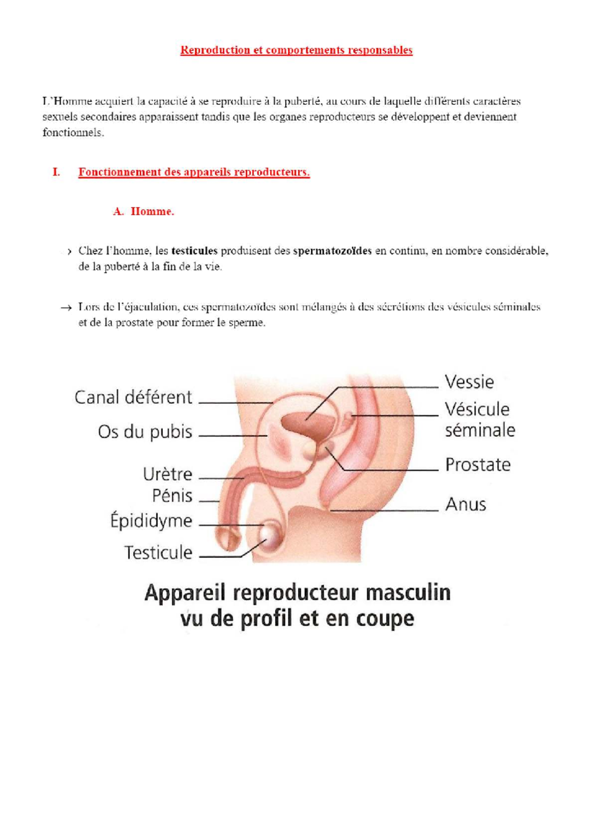 Reproduction Humaine et Comportements Responsables - Cours de Biologie ...