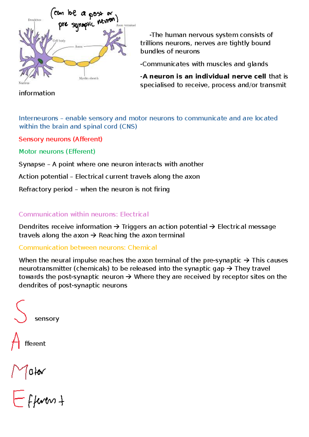 Lesson 1: Neurons and the Human Nervous System - HHEE - Studocu