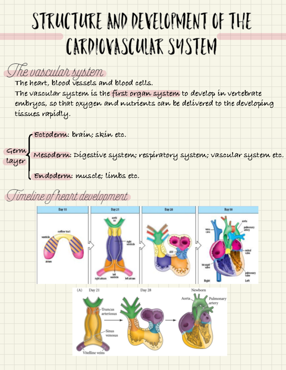 Physiology and anatomy Structure and development of the cardiovascular ...