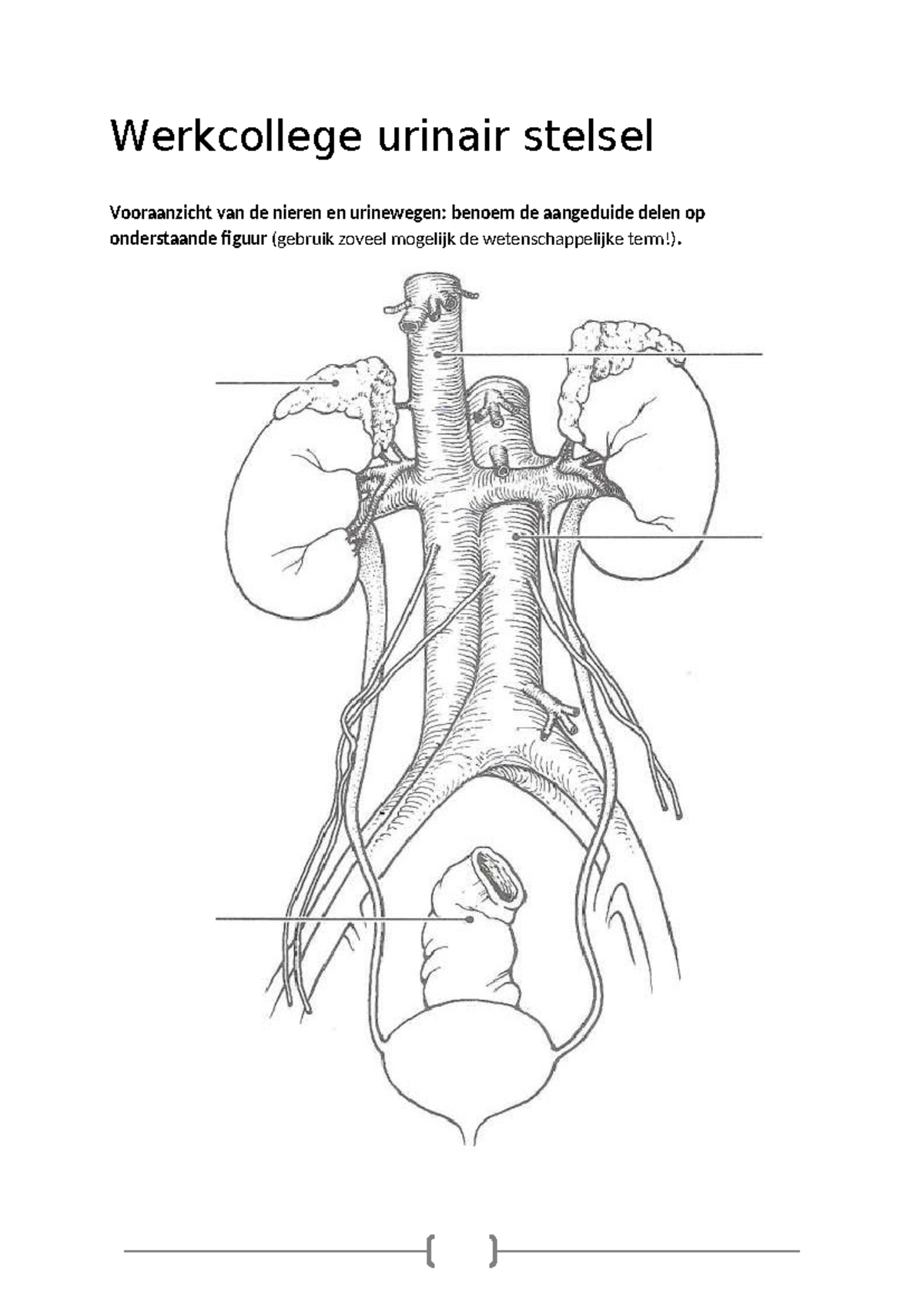 Anatomie Urinair Stelsel Anatomie Fysiologie 18 Het Urinair | My XXX ...