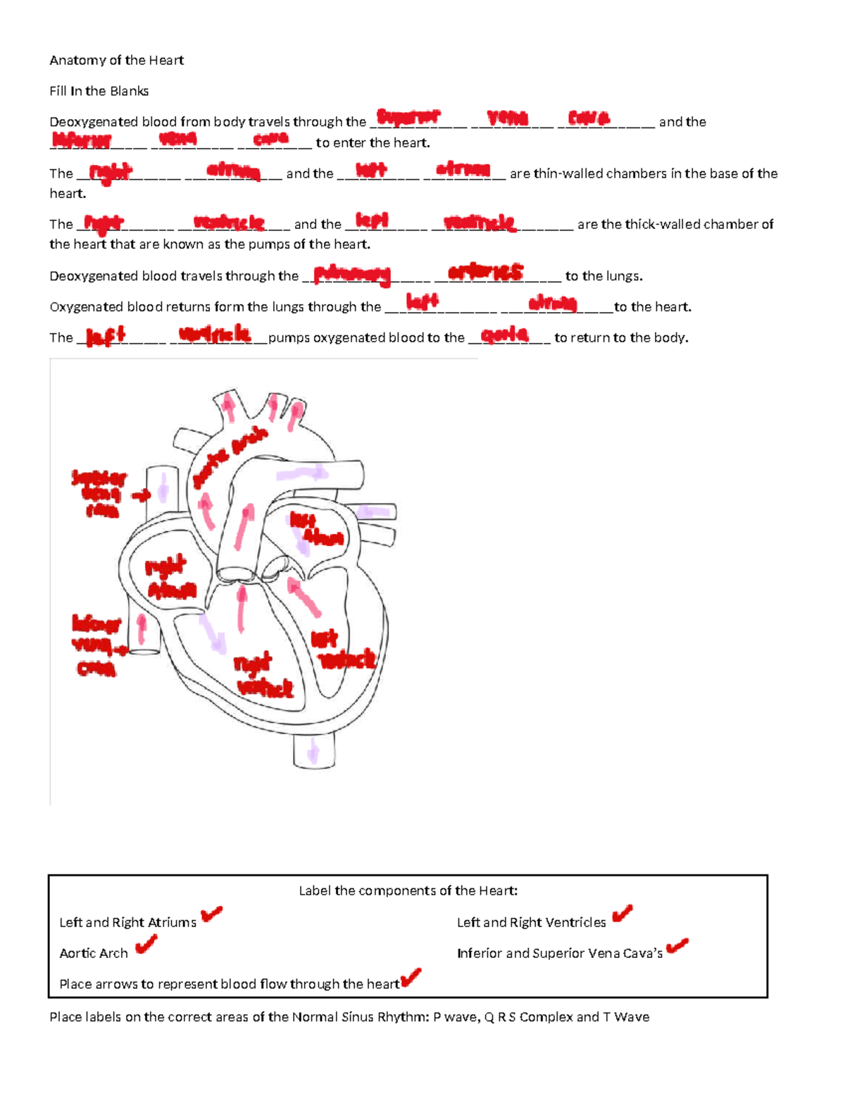 Anatomy of the Heart Module 1 Exercise 1 REV 112023 - Fill in the ...